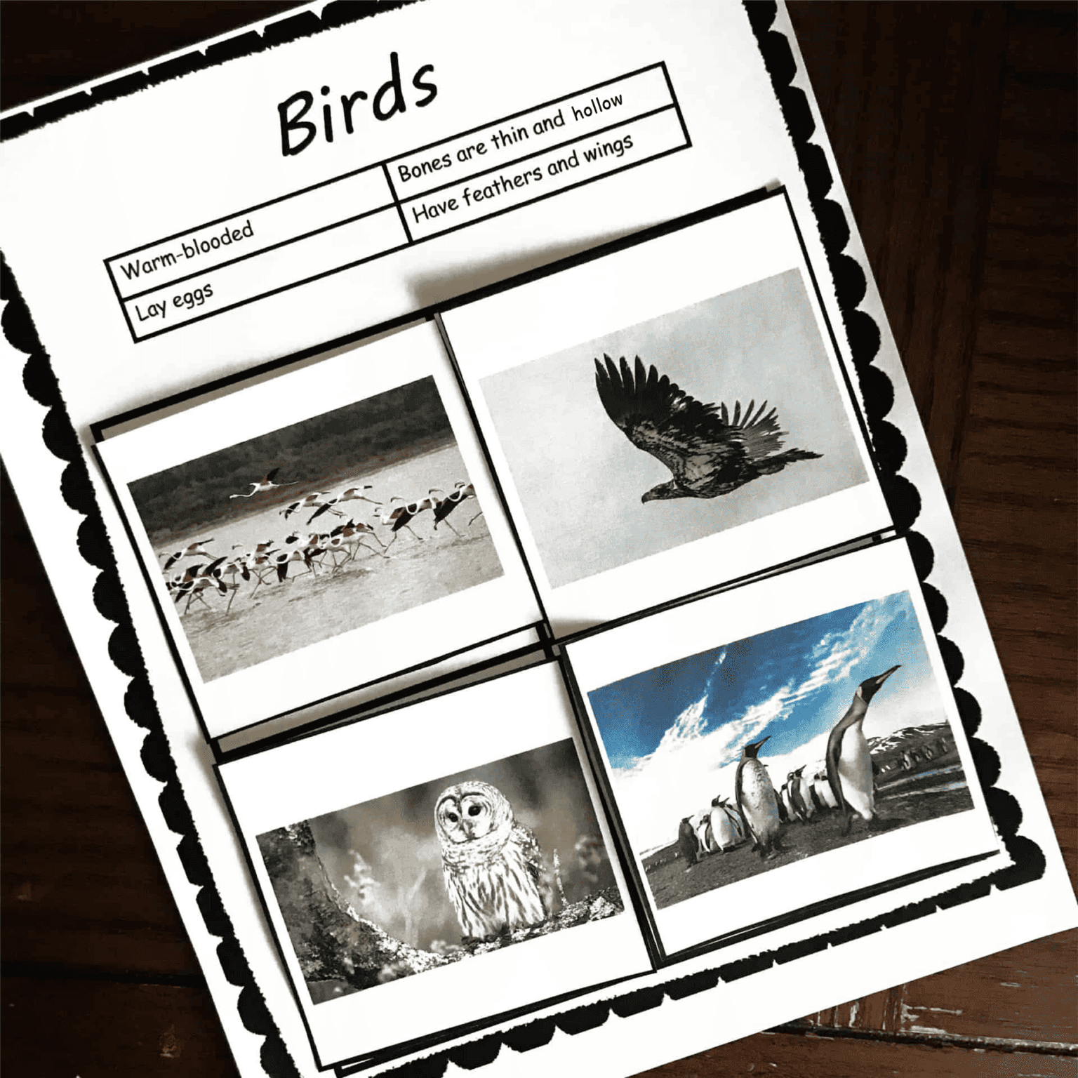 FREE Easy and Engaging Vertebrate Activity (Animal Sort)