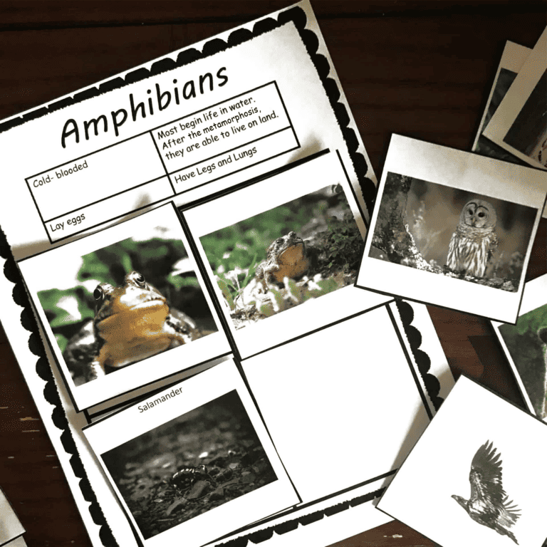 FREE Easy and Engaging Vertebrate Activity (Animal Sort)