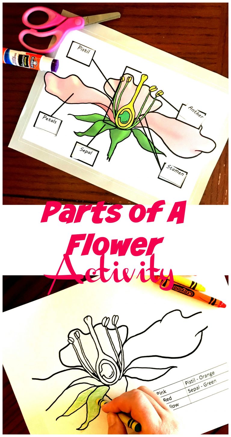 Free Coloring and Cut and Paste Activity for Parts of a Flowering Plant ...