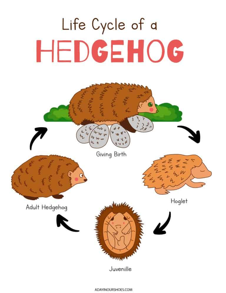 8 Free Hedgehog Worksheets | Printable