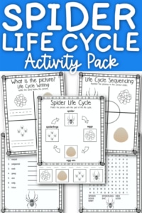 Spider Life Cycle: Free PDF Activity Pack